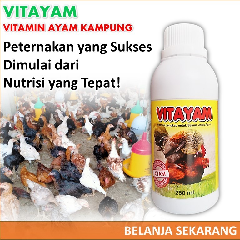 Jual VITAYAM / Vitamin Ayam Kampung / Vitamin Ternak Ayam Kampung cepat ...