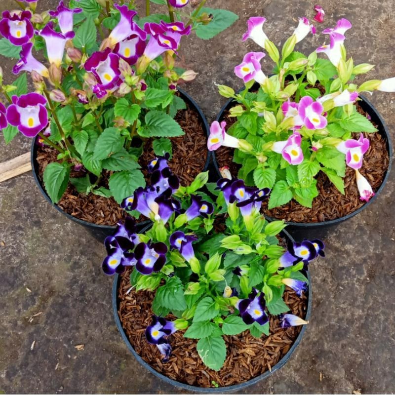 Jual Bunga TORENIA MATA KUCING POT - Tanaman Bunga Hias Torenia Mata ...