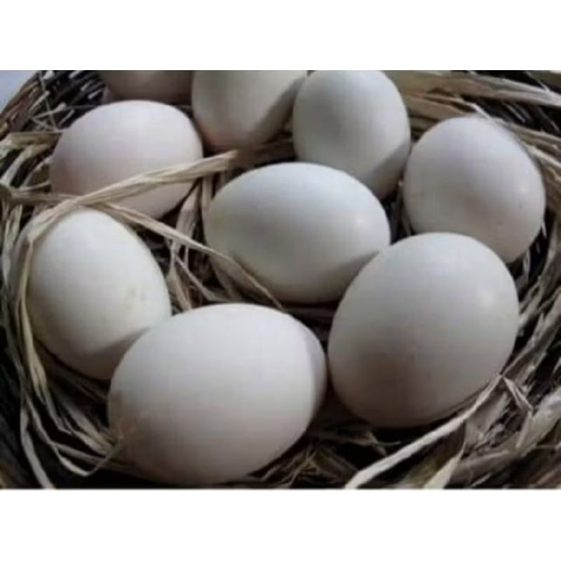 Jual Telur SOANG per 1 Butir FRESH (Konsumsi) TIDAK MENERIMA COD ...