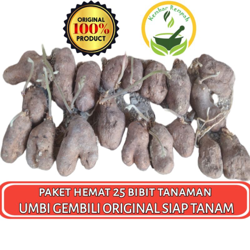 Jual Paket Hemat 25 Bibit Umbi Gembili Bertunas Siap Tanam | Shopee ...