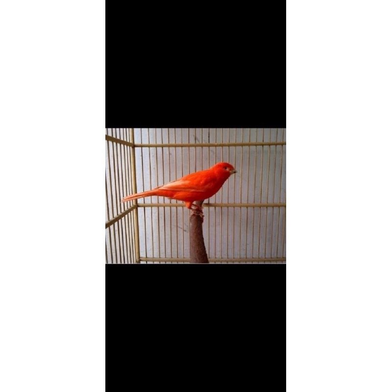 Jual burung kenari impor red intensive pilihan jantan | Shopee Indonesia