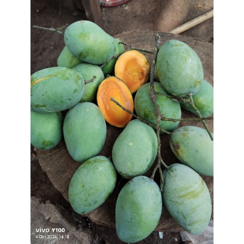 Jual Mangga Daging_Mangga Rujak_Muda Tua 1kg | Shopee Indonesia