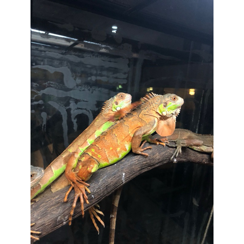 Jual kandang iguana super red / iguana merah super / iguana super red ...