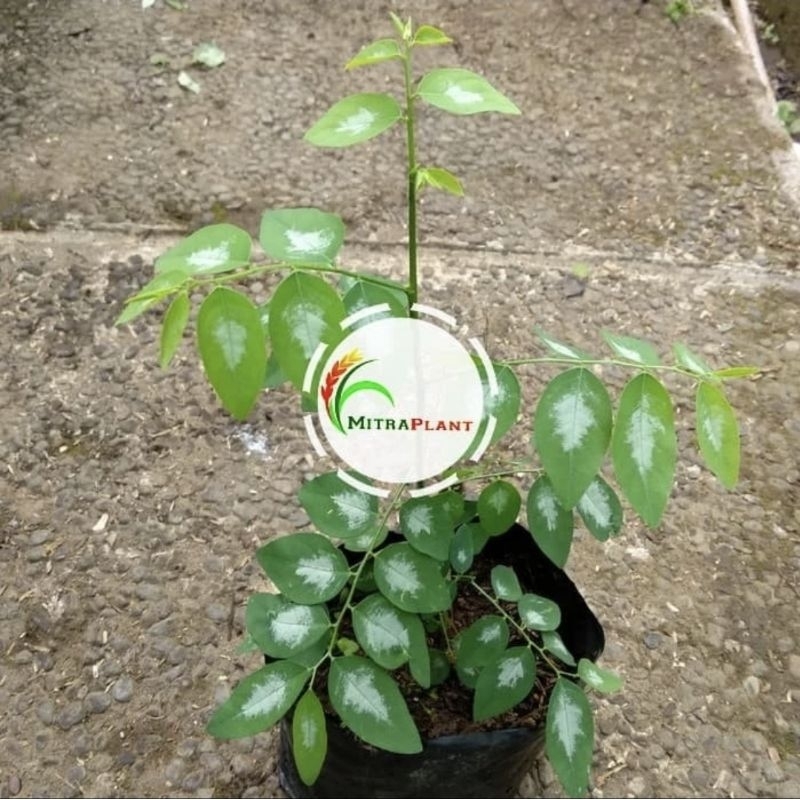 Jual Bibit Pohon Katuk - Tanaman Herbal Daun Katuk - Tanaman Daun Sayur ...