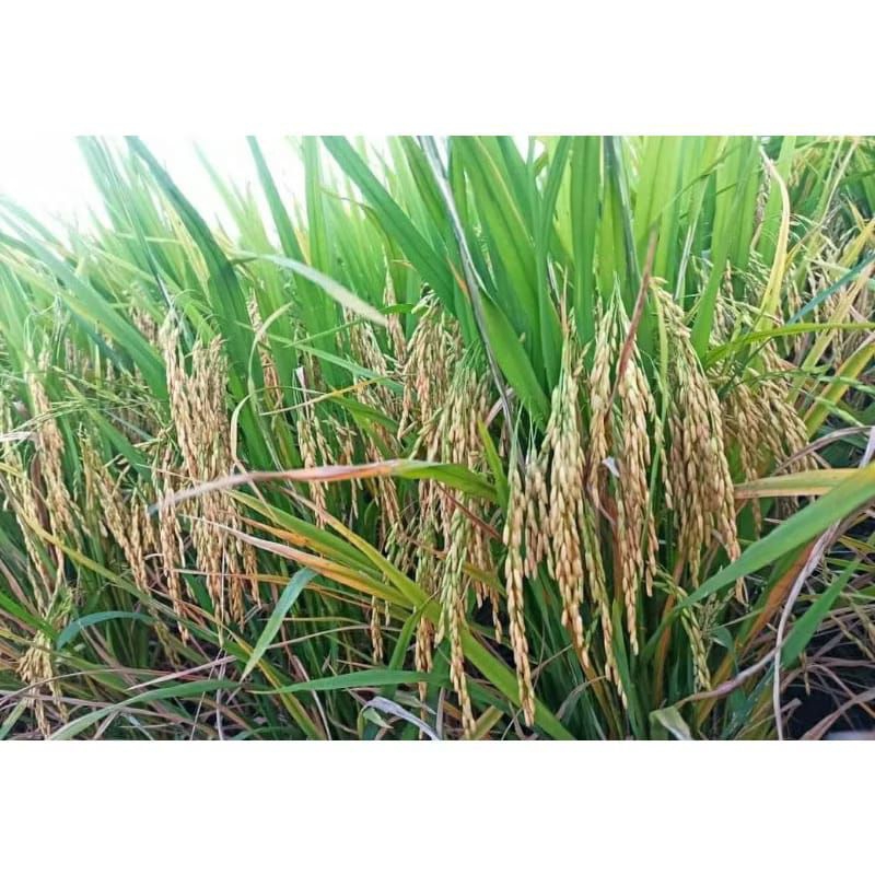 Jual Benih padi MR 323 Original 5kg | Shopee Indonesia