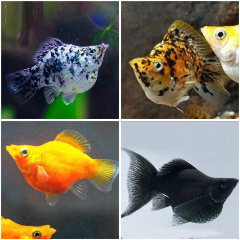 Jual (NEW) IKAN MOLLY BALON / IKAN MOLLY PLATY BALLON / IKAN HIAS ...