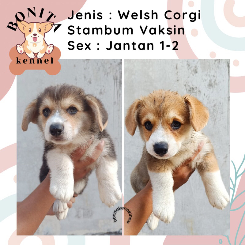 Jual Welsh Corgi Stambum Long Hair Jantan Betina Anak Anjing Corgi ...