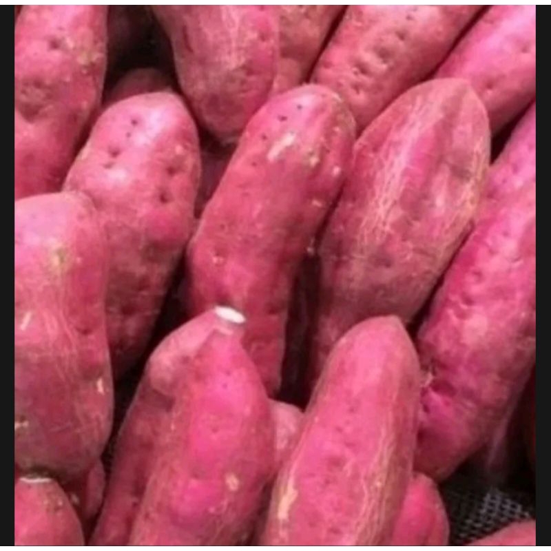Jual UBI jalar merah manis legit.ubi unggu.1kg ukuran sedang | Shopee ...