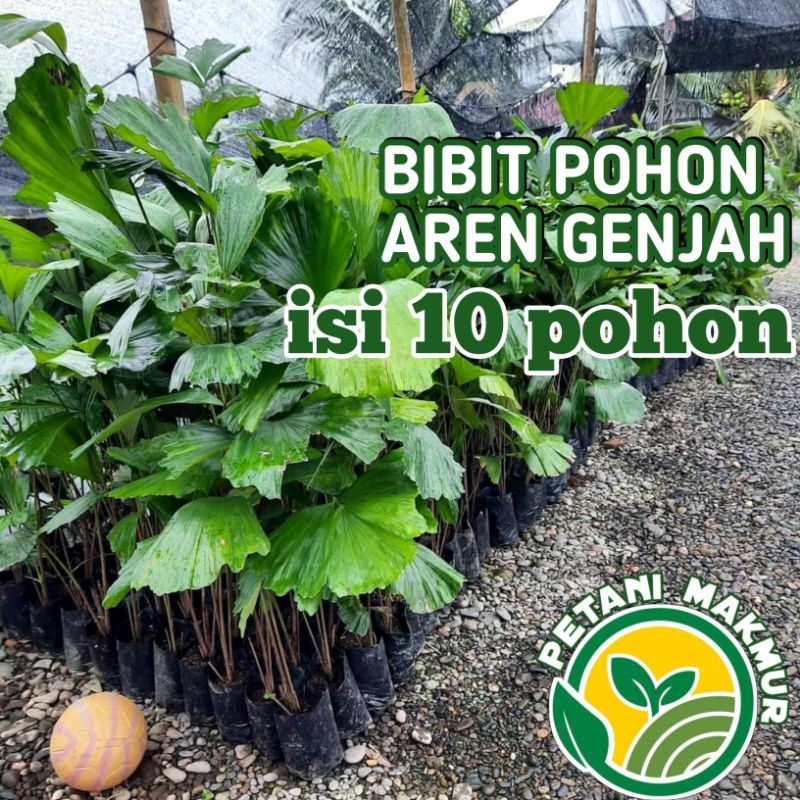 Jual Bibit Pohon Aren Genjah isi 10 Pohon Kualitas Bagus | Shopee Indonesia