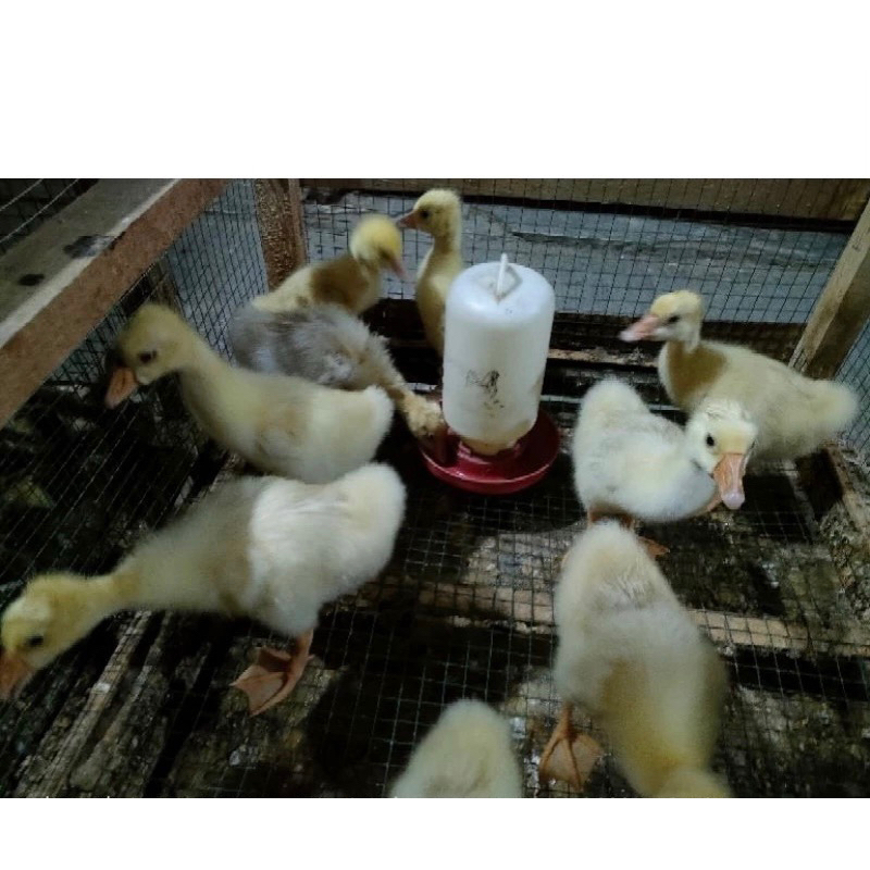 Jual anak angsa / soang pilihan rawatan harga satuan | Shopee Indonesia