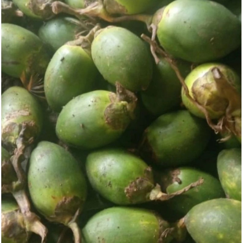 Jual Buah pinang muda | Shopee Indonesia