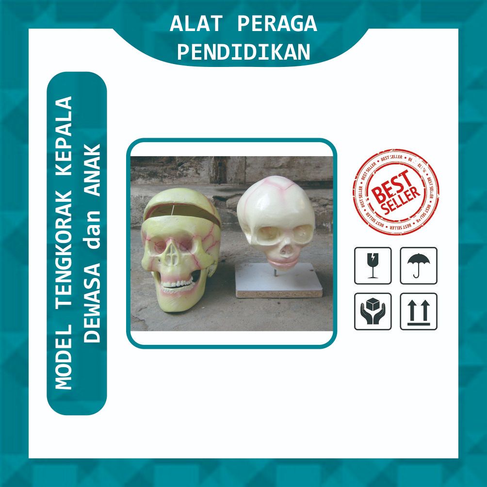 Jual Alat Peraga Model Kepala Tengkorak Manusia (Dewasa dan Bayi/Anak ...
