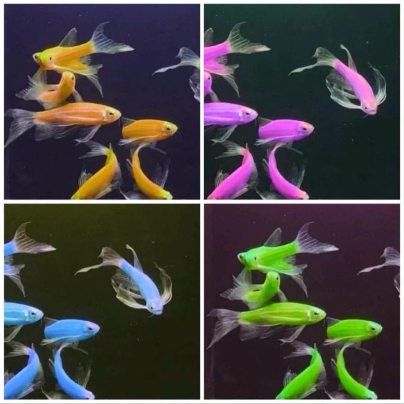 Jual Real Danio Slayer ~ Barang dikirim sesuai Foto | Shopee Indonesia