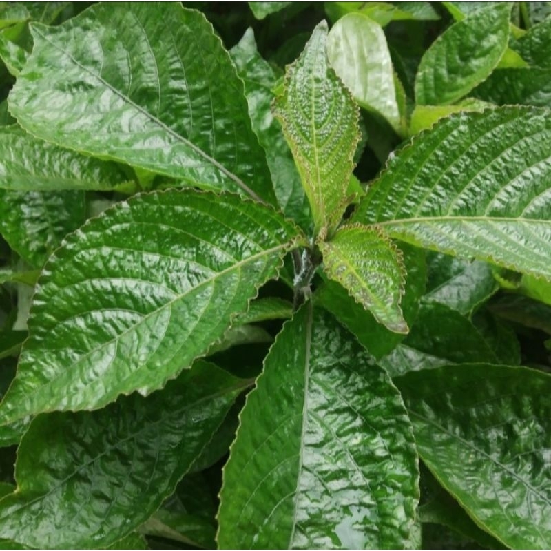 Jual daun kibeling atau pecah beling 500g | Shopee Indonesia