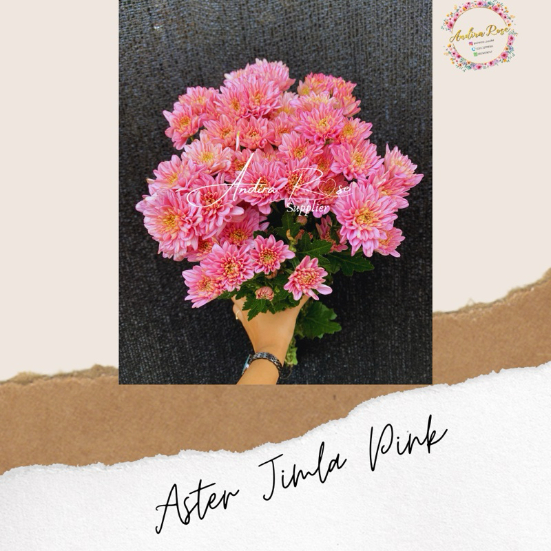 Jual ASTER JIMLA PINK SOFT | Shopee Indonesia