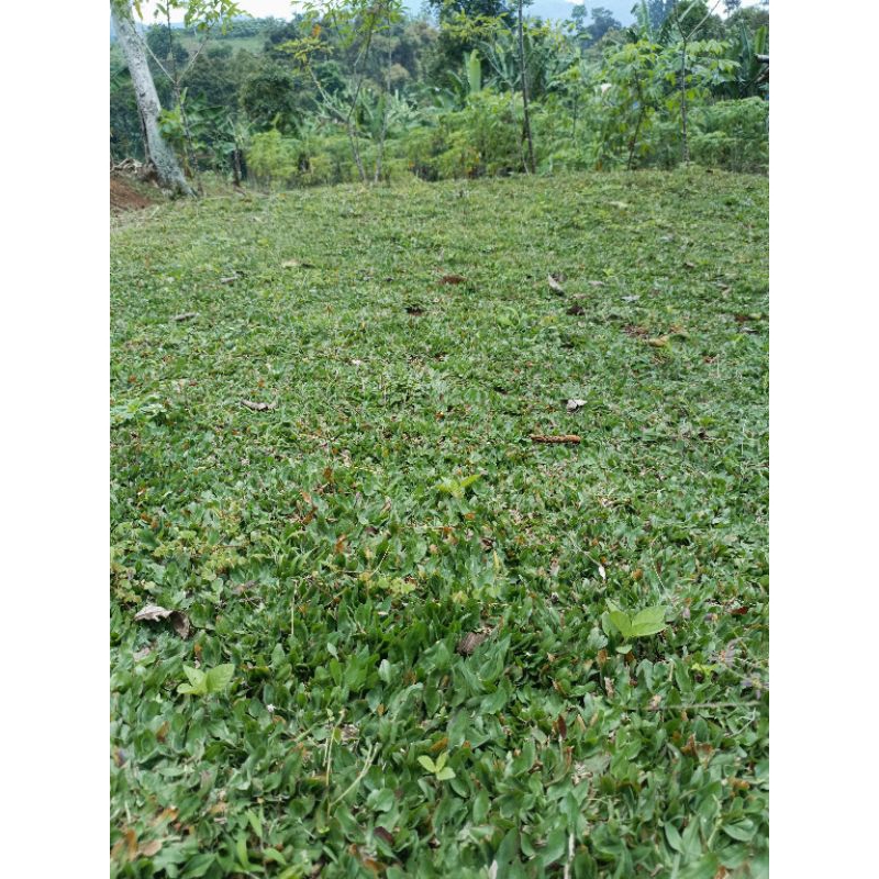 Jual rumput gajah mini (10cm×10cm) | Shopee Indonesia