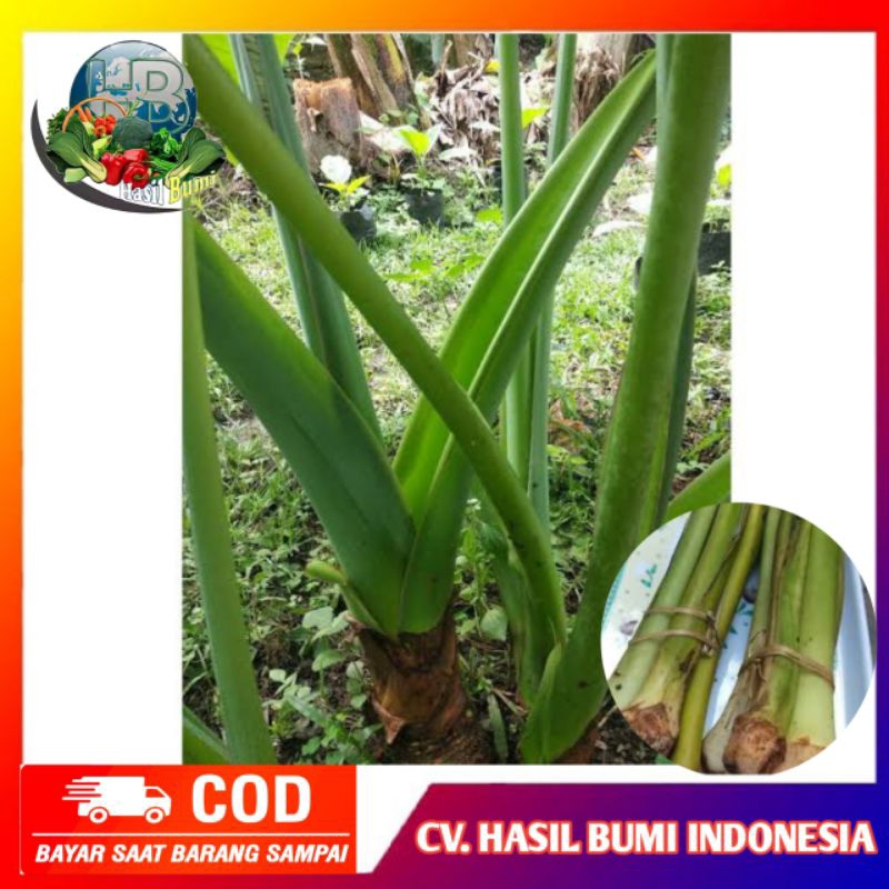 Jual Batang talas hijau sayur lompong isi 5batang+daun tidak gatal ...