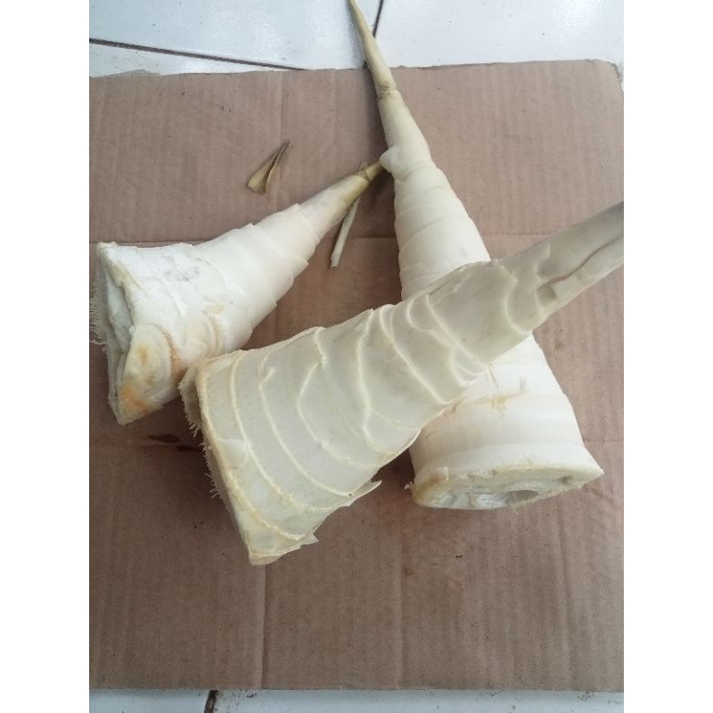Jual rebung bambu muda kupas kulit perbuah | Shopee Indonesia