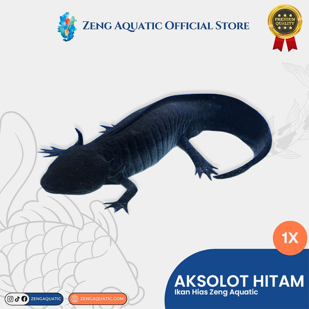 Jual AXOLOTL HITAM FULL BLACK MELANISTIC MELANOID AKSOLOT DOGFISH ...
