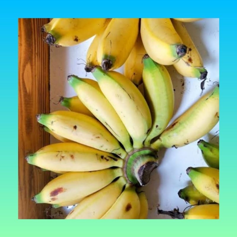 Jual Pisang muli segar 1 kg | Pisang baby muli 1 kilo | Pisang Moli ...