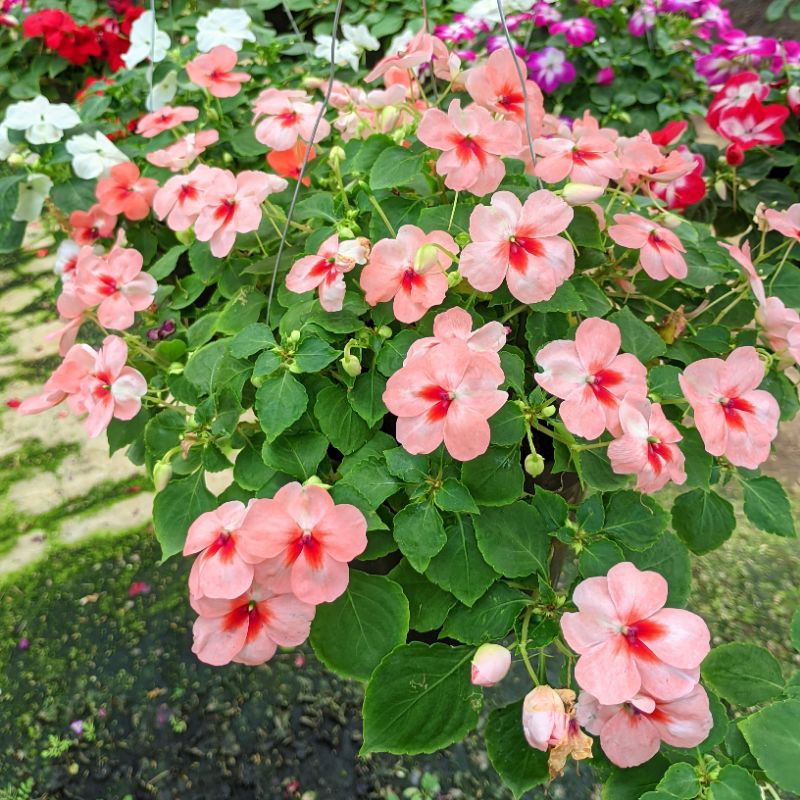 Jual Tanaman Hias Bunga Gantung Impatiens walleriana Singgle Pacar Air ...