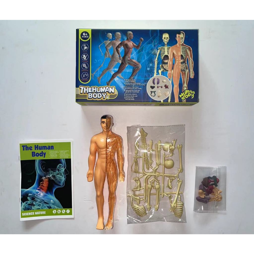 Jual Alat Peraga Anatomi Tubuh / Mainan Edukasi Organ Tubuh Manusia ...