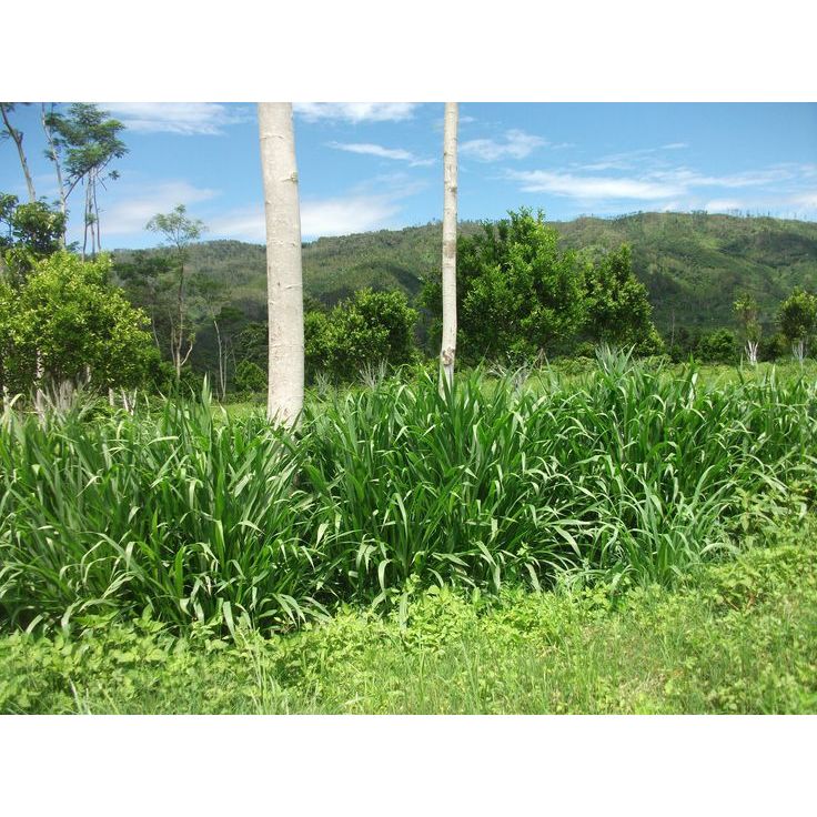 Jual Benih Rumput Mulato II Biji Rumput Mulatto Hybrid Brachiaria ...