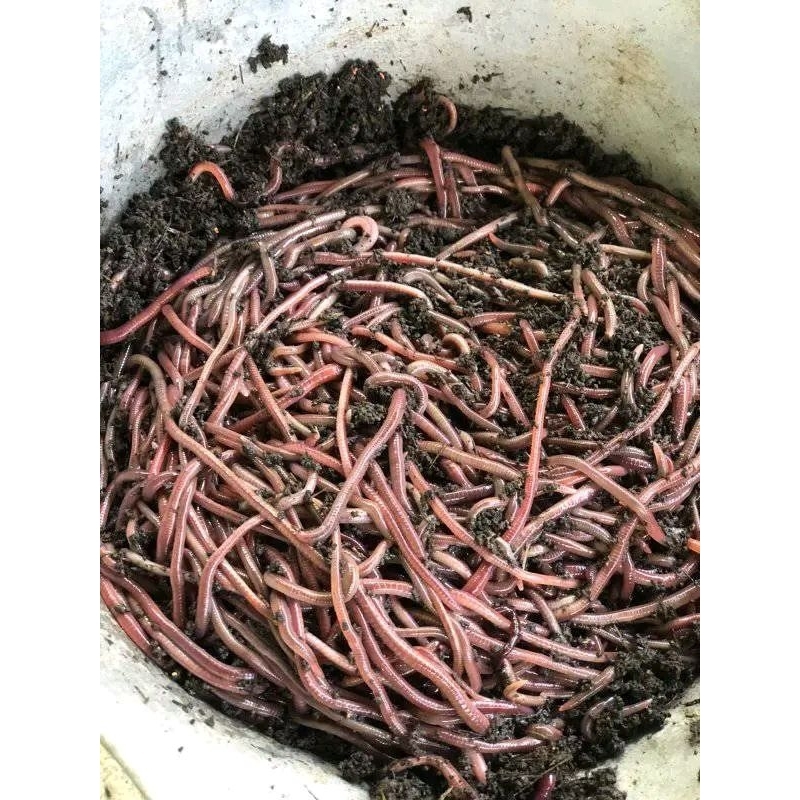 Jual CACING MERAH (HIDUP) 1KG MAKANAN SEGALA IKAN DAN BURUNG KIRIM ...