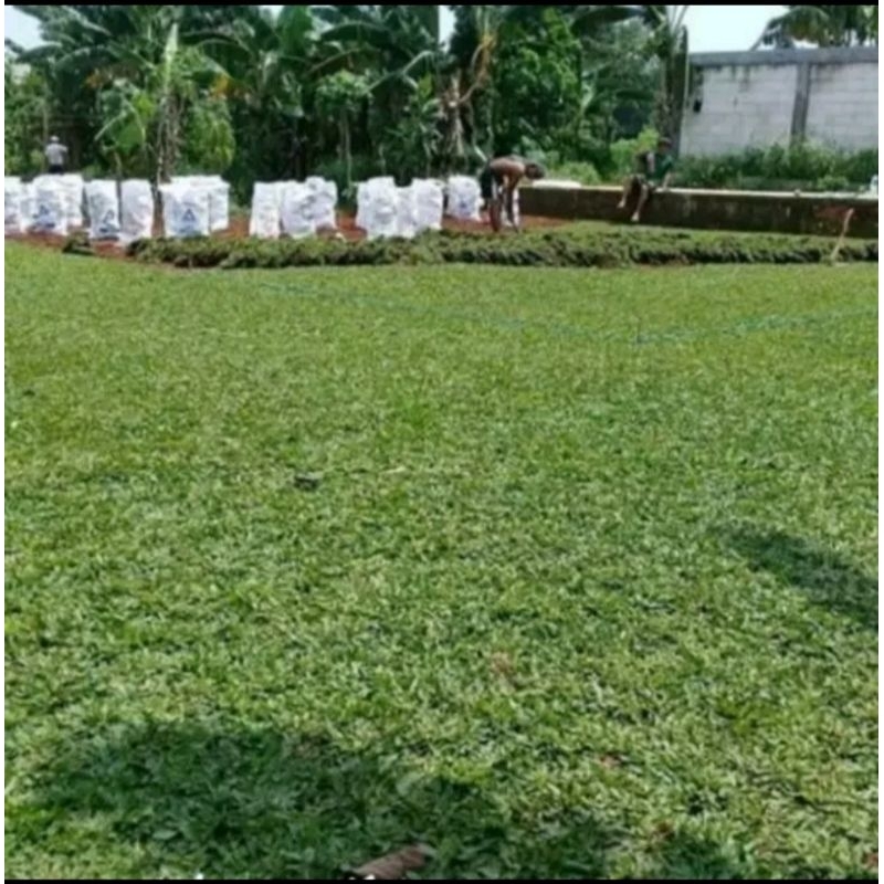 Jual Rumput Gajah Mini | RUMPUT GAJAH | Rumput Taman Per 100 Meter ...