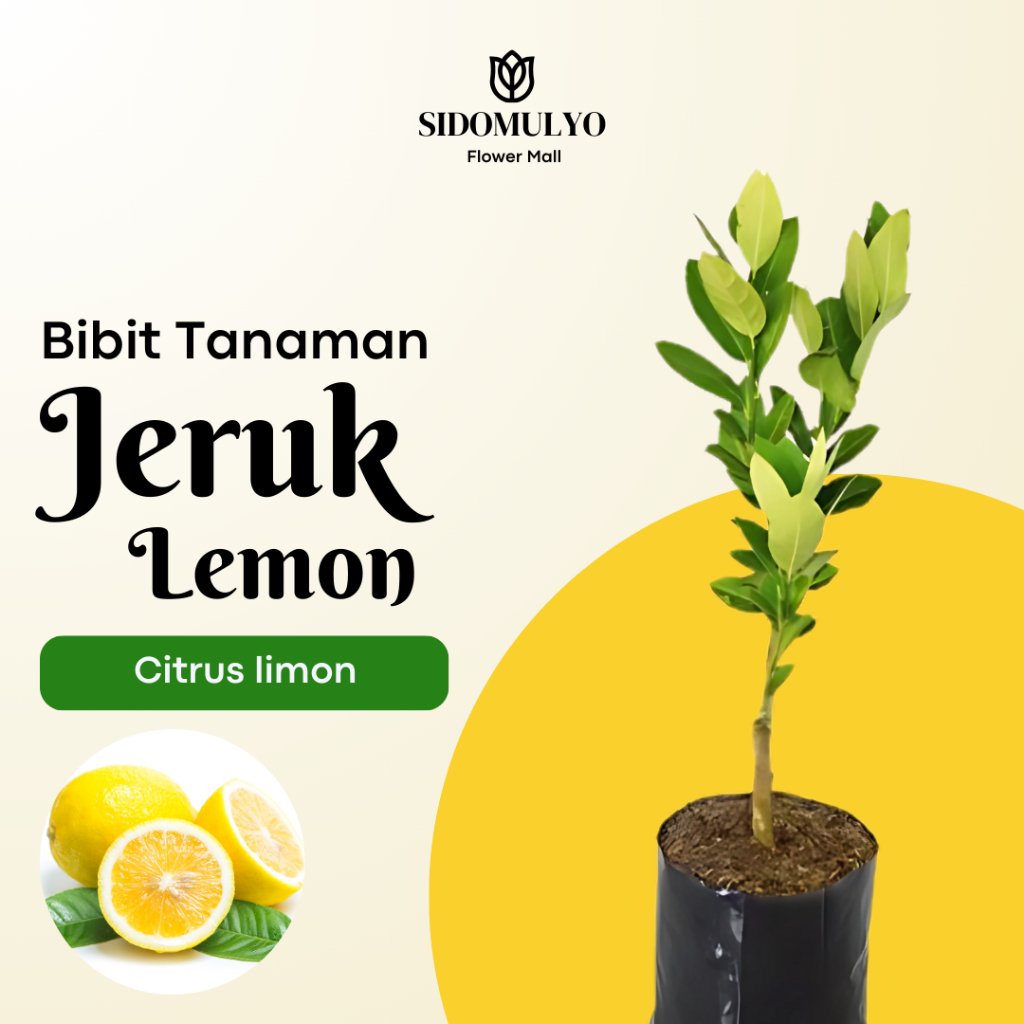 Jual Bibit Jeruk Lemon - Tanaman Jeruk Siap Berbuah Tinggi Bibit 50-100 ...