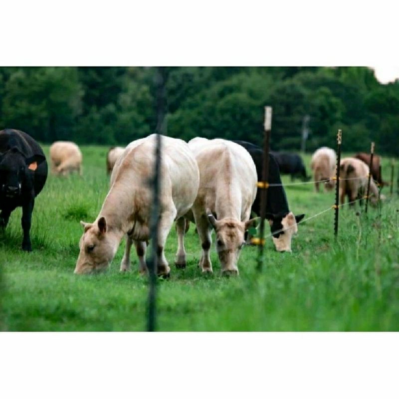 Jual Benih rumput pakan ternak 1kg/bede/signal grass/brachiaria ...