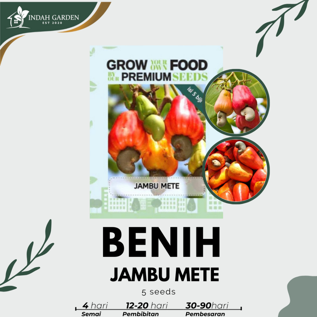 Jual Benih Jambu Mete Panda Farm - Isi 5 biji | Shopee Indonesia