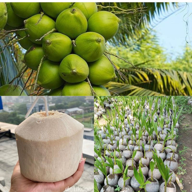 Jual Entok Genjah Super, Kelapa Entok Genjah Besar, Kelapa Entog ...