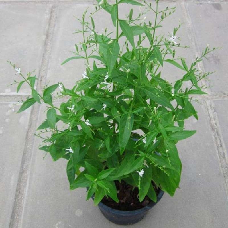 Jual Tanaman Herbal Sambiloto Andrographis Paniculata Ness Shopee Indonesia