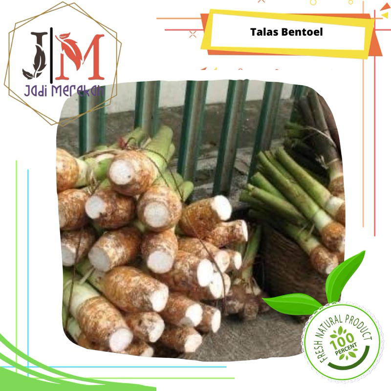 Jual [JM_SoFresh] Talas Bentoel / Talas Bogor | Shopee Indonesia