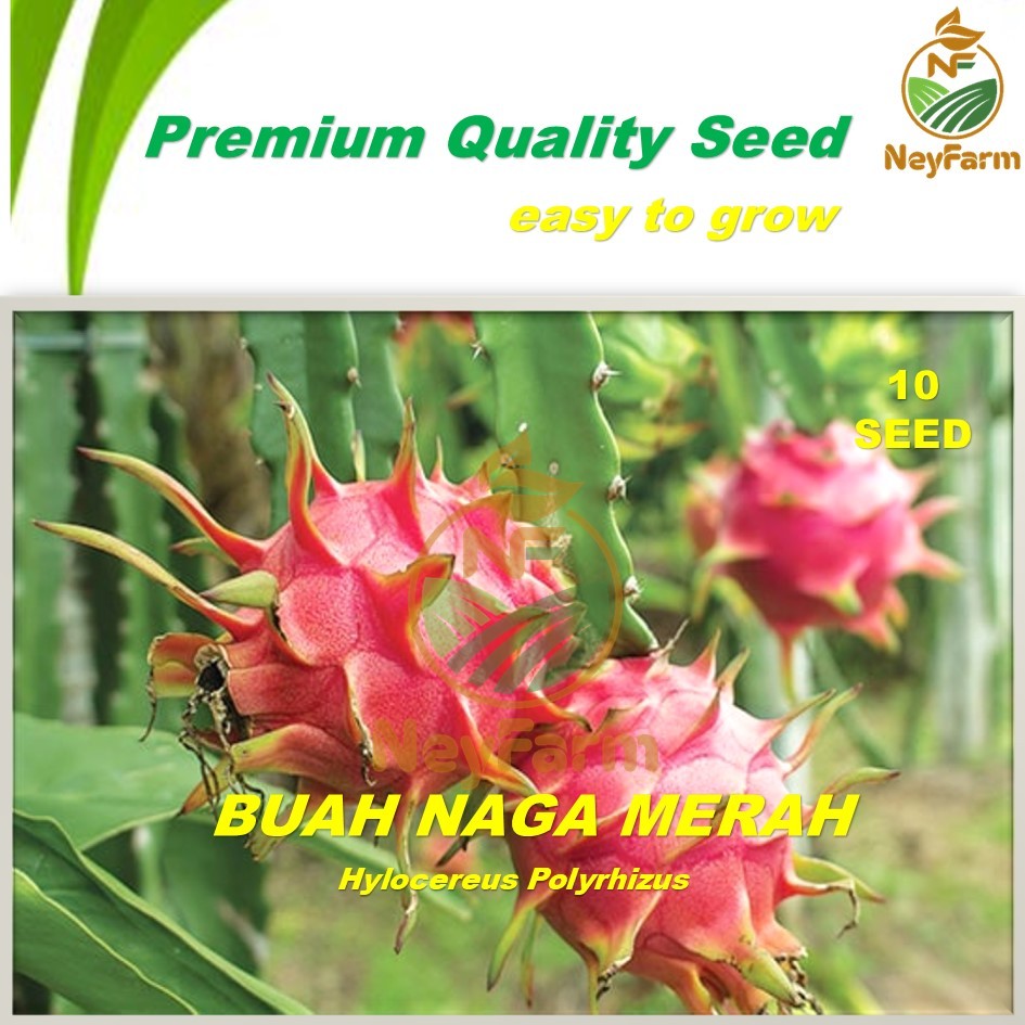Jual Benih Buah Naga Merah Fruit Dragon Benih Biji Buah Naga 10 Biji | Shopee Indonesia