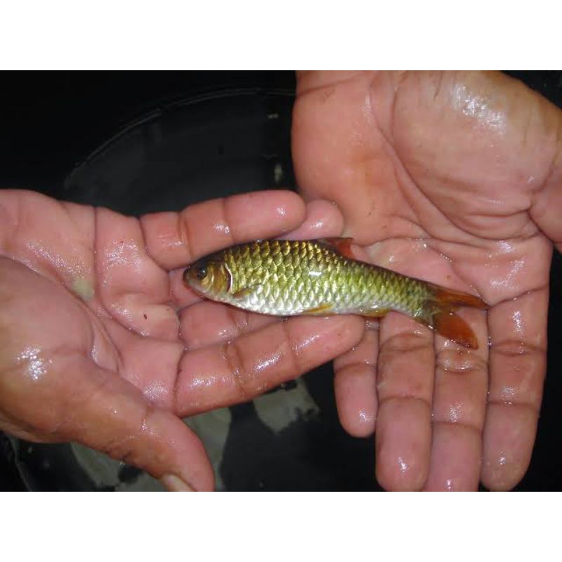 Jual Replika Ikan Wader Cakul (Puntius Binotatus) || Garansi Hidup ...
