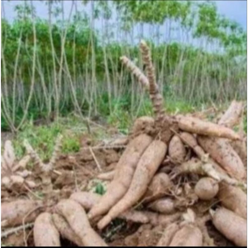 Jual Bibit pohon singkong hybrida 10 batang | Shopee Indonesia
