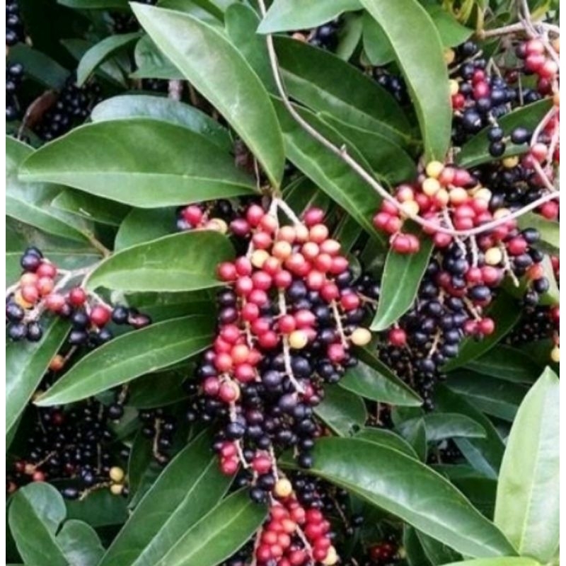 Jual POHON BUNI BERBUAH SIZE BESAR"KHUSUS ARMADA INSTAN DAN CARGO ...