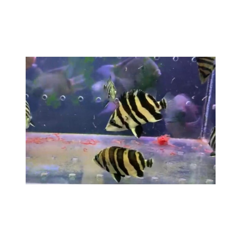 Jual Sumatra Tiger fish / DATZ Tiger fish 4 bar Grade A garis rapih ...