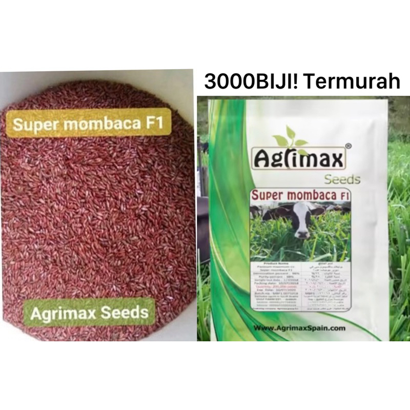 Jual Benih Rumput MOMBACA F1 3000Biji Premium TANAM SEED Panicum ...