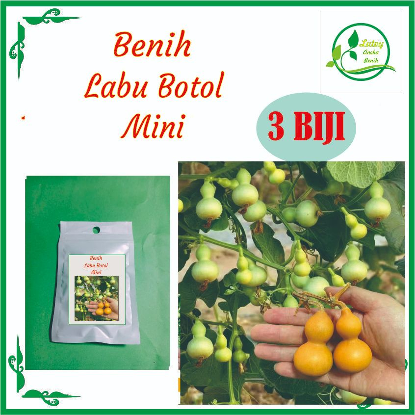 Jual BENIH LABU BOTOL MINI ISI 3 BIJI | Shopee Indonesia