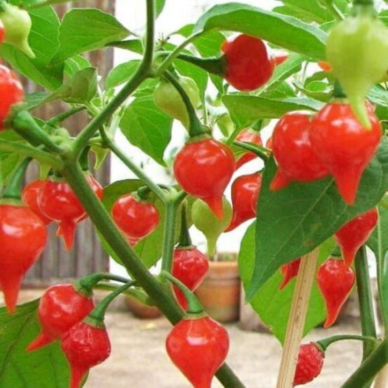 Jual Tanaman Cabe Susu / Pentil Gendot / Cabe Gendot / Cabe Gendol ...