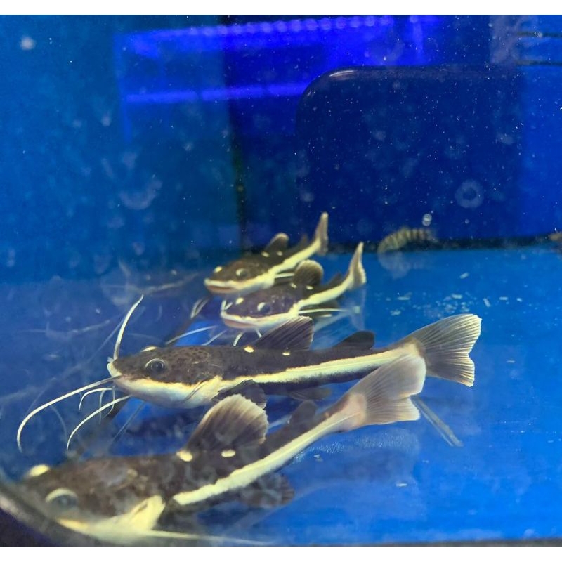 Jual Ikan Red Tail Catfish - Ikan Predator RTC - Ikan Hias Predator ...