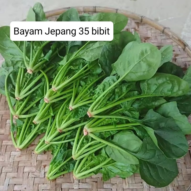 Jual Benih Bayam Jepang ( 35 bibit) | Shopee Indonesia