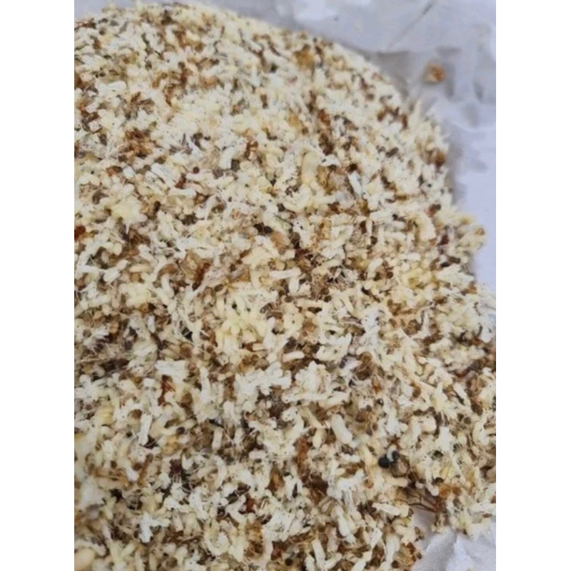 Jual kroto kering - telur semut rangrang ganggang pakan burung | Shopee ...