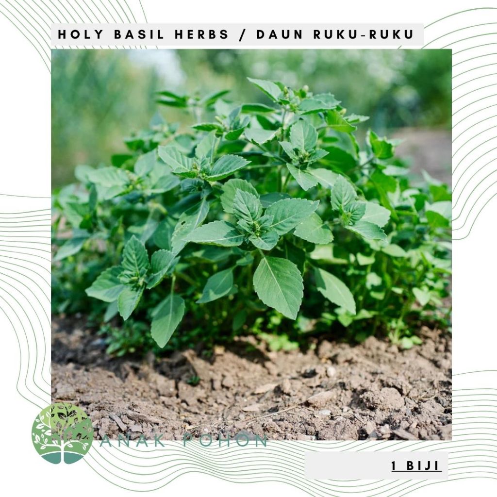 Jual Benih Bibit Biji - Holy Basil Daun Ruku Ruku Kapoor Tulsi Basil ...