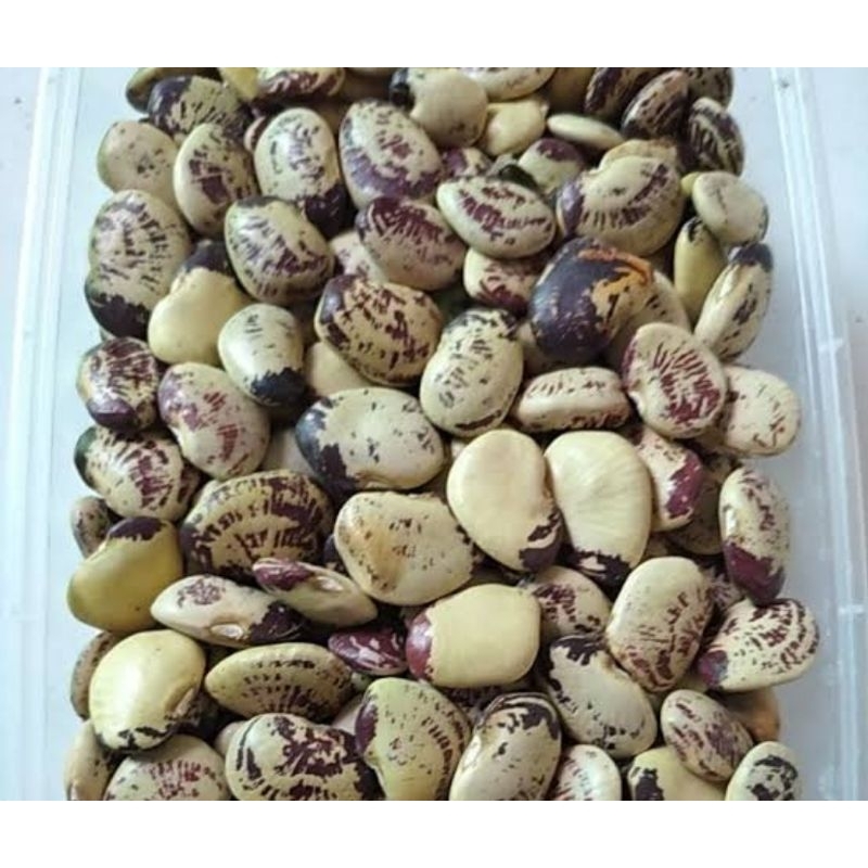 Jual Benih biji kacang keratok benih kekara super-az | Shopee Indonesia
