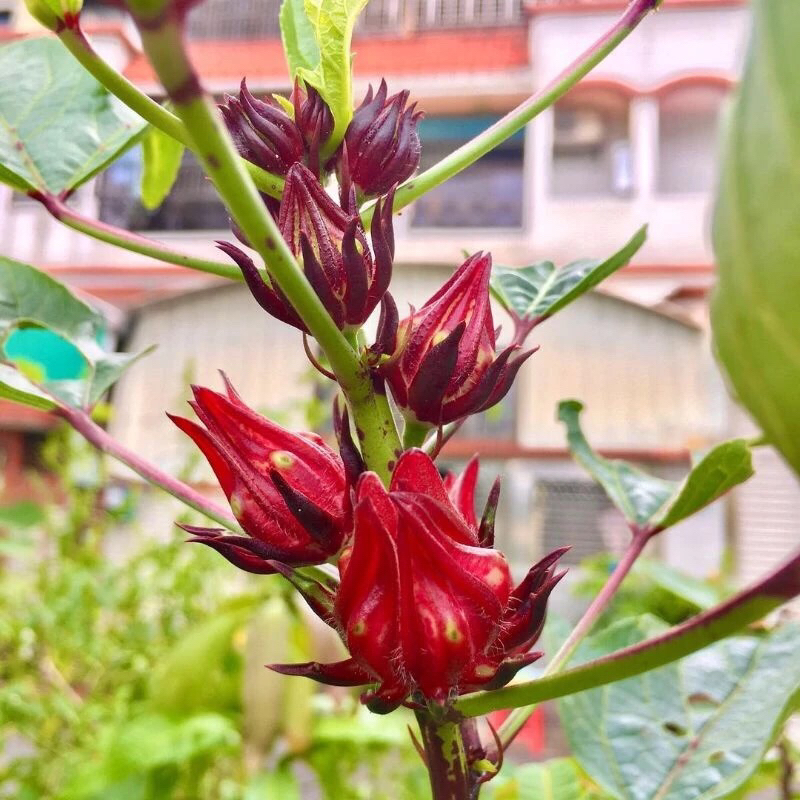 Jual Tanaman Bunga Rosela - Tanaman Bibit Herbal Bunga Rosella - Bibit ...