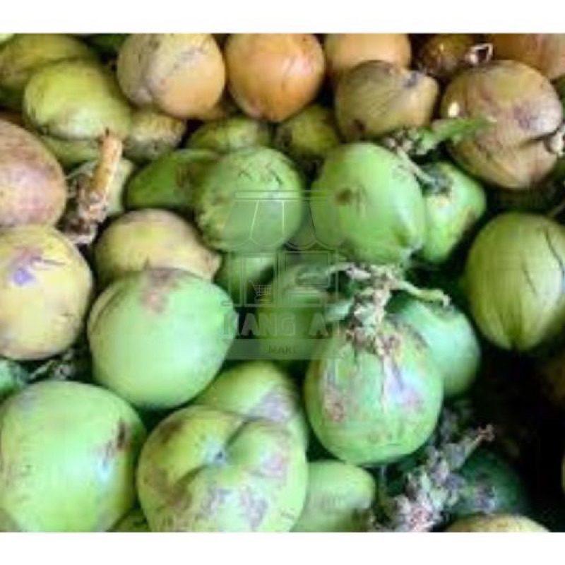 Jual Buah Kelapa Muda | Shopee Indonesia